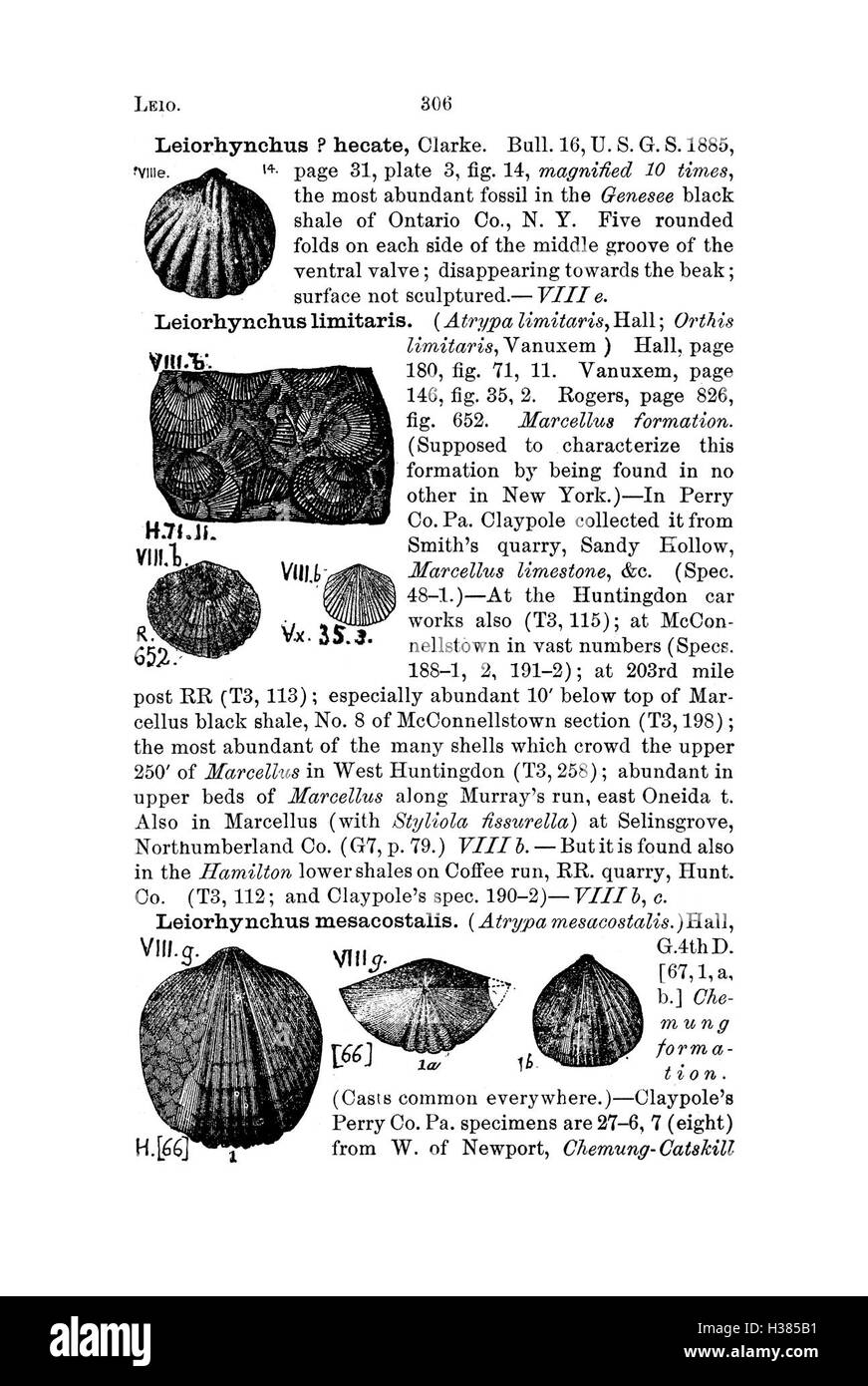 Paleontological work studies fossil Cut Out Stock Images & Pictures - Alamy