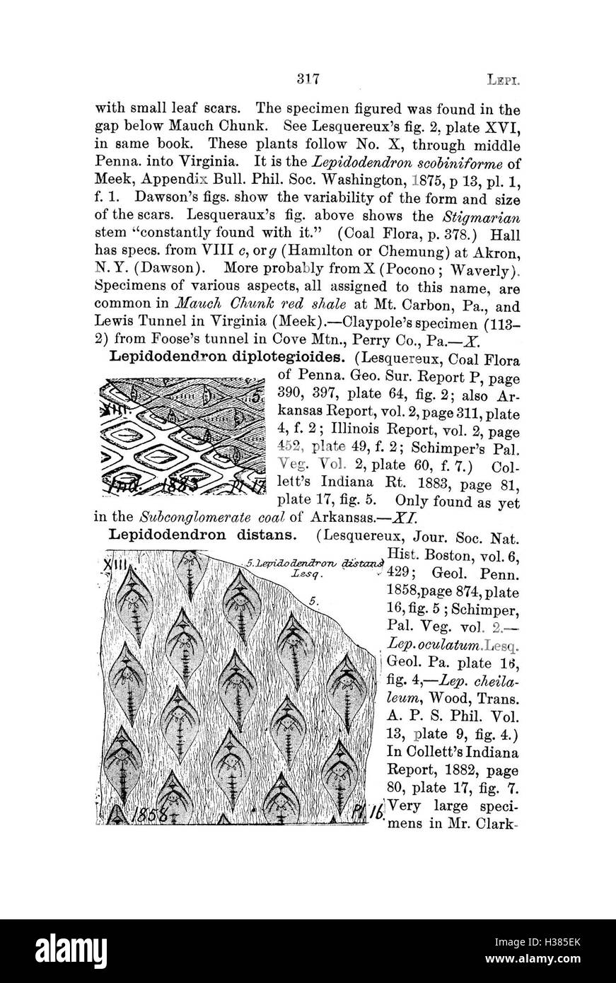 This comprehensive dictionary compiles fossil names and descriptions ...