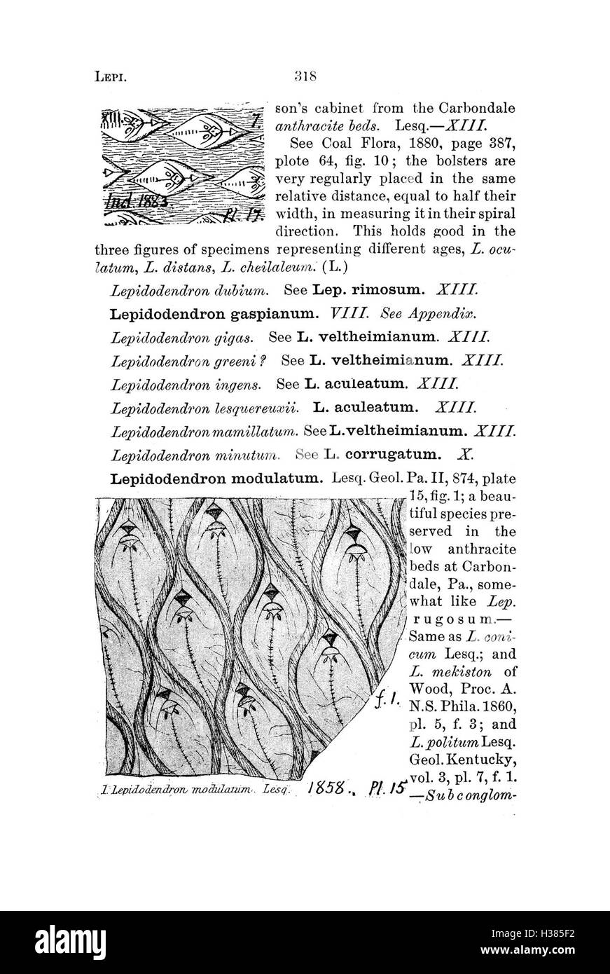 This page provides a comprehensive dictionary of fossils found in ...