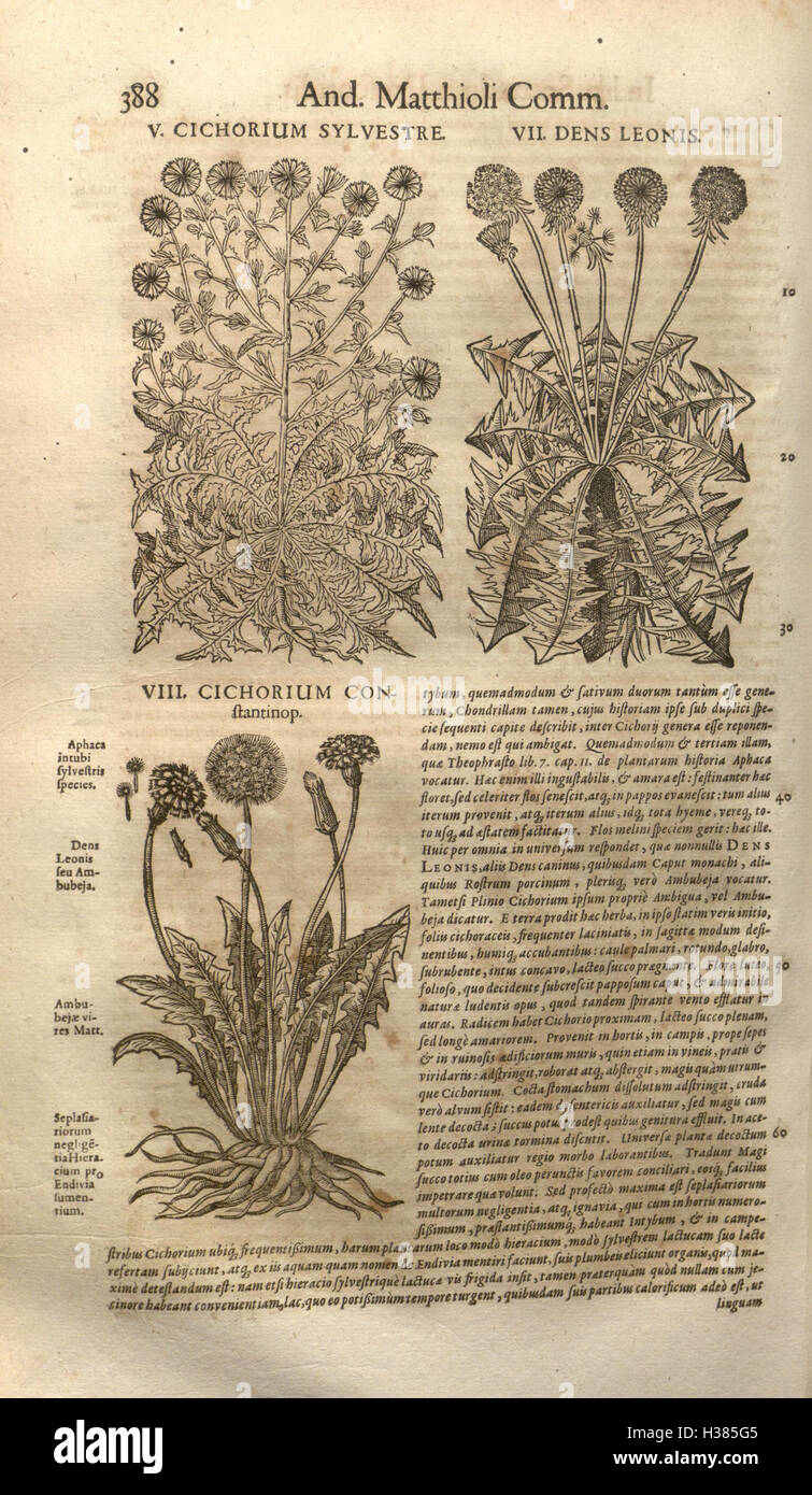 This classic work by Pietro Andrea Mattioli contains detailed ...
