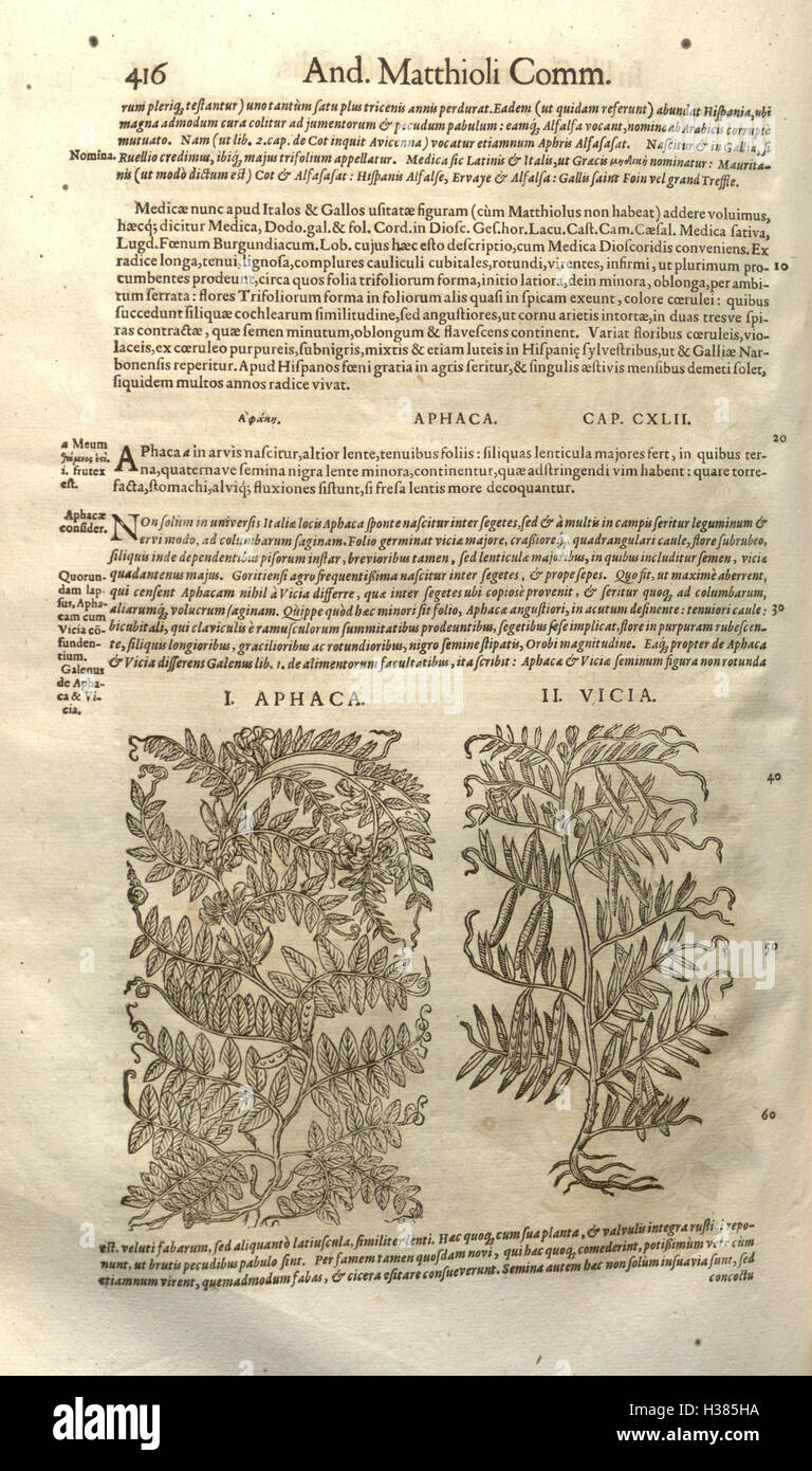 This comprehensive commentary on Dioscorides' work on medicinal plants ...