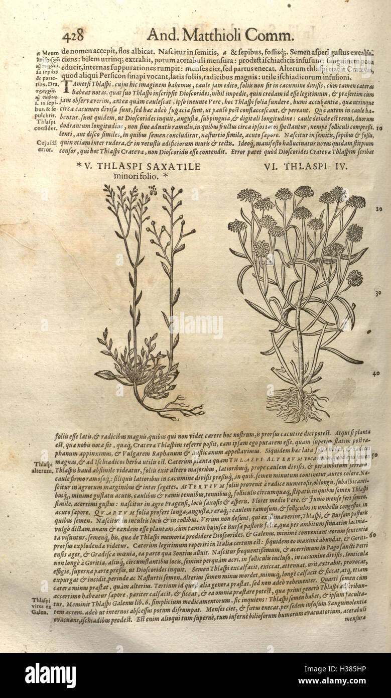 Petri Matthioli's commentary on Dioscorides' 'De medica materia ...