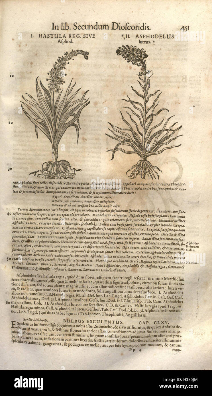 Matthioli’s commentary on Dioscorides’ work elaborates on medicinal ...