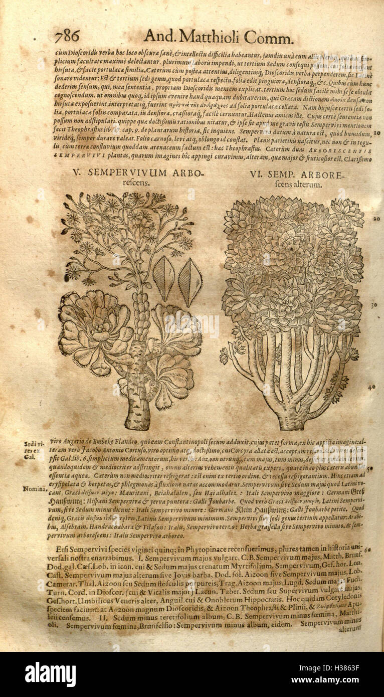 This comprehensive work by Matthioli includes detailed commentaries on ...