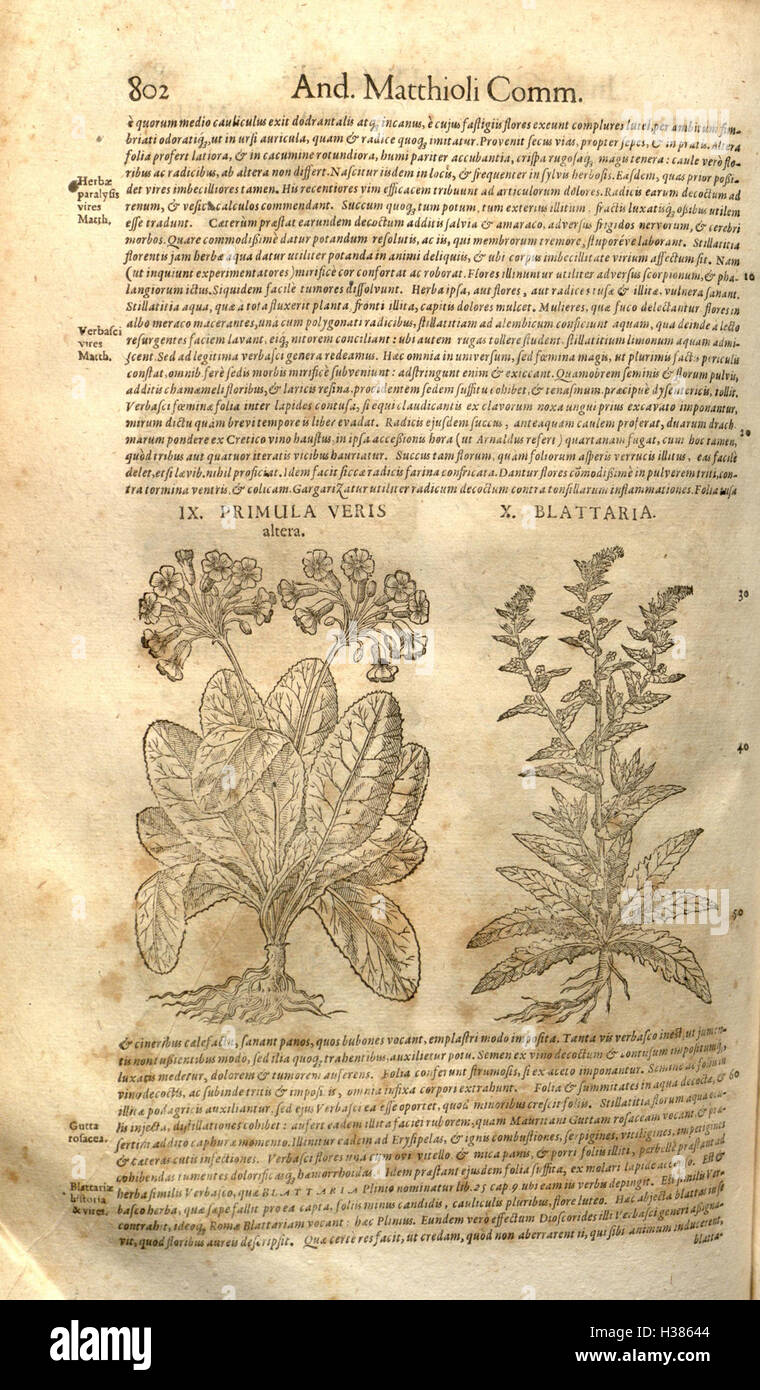 This medical work by Pietro Andrea Matthioli provides commentaries on ...