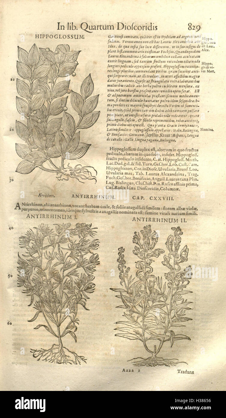 Matthioli's commentary on Dioscorides’ work presents comprehensive ...