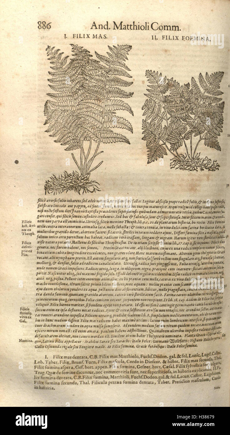 An extensive botanical text by Pietro Andrea Matthioli, covering ...