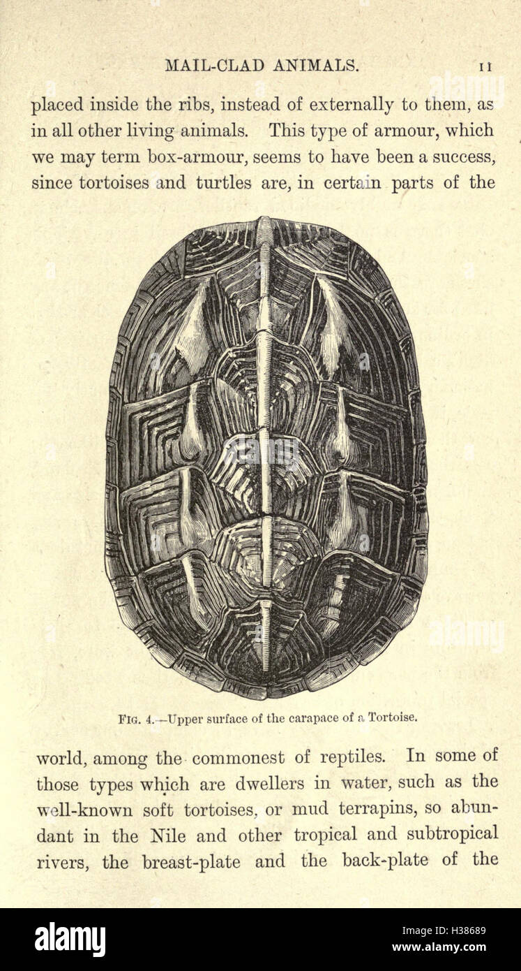 This work explores the phases of animal life, comparing the past and ...