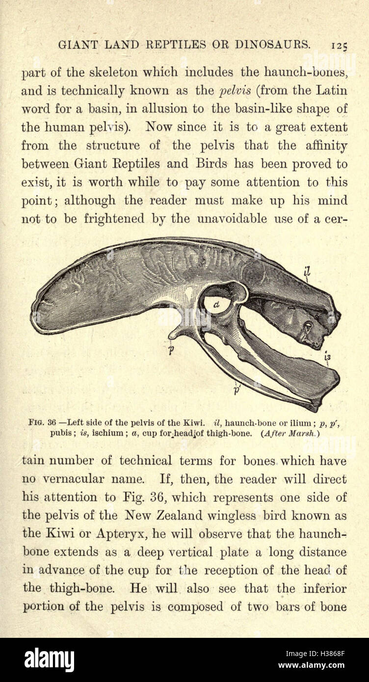This text discusses the different stages of animal life, comparing ...