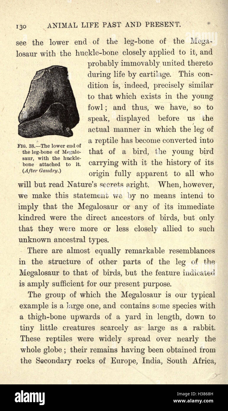 An analysis of the phases of animal life through history, examining ...