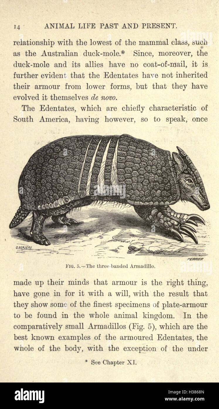 This work explores the different stages of animal life, comparing past ...