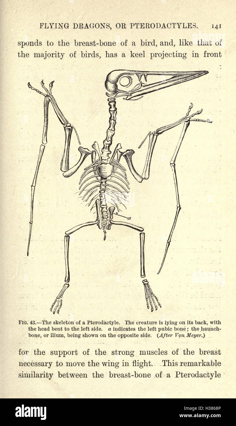 This work explores the different phases of animal life, examining ...