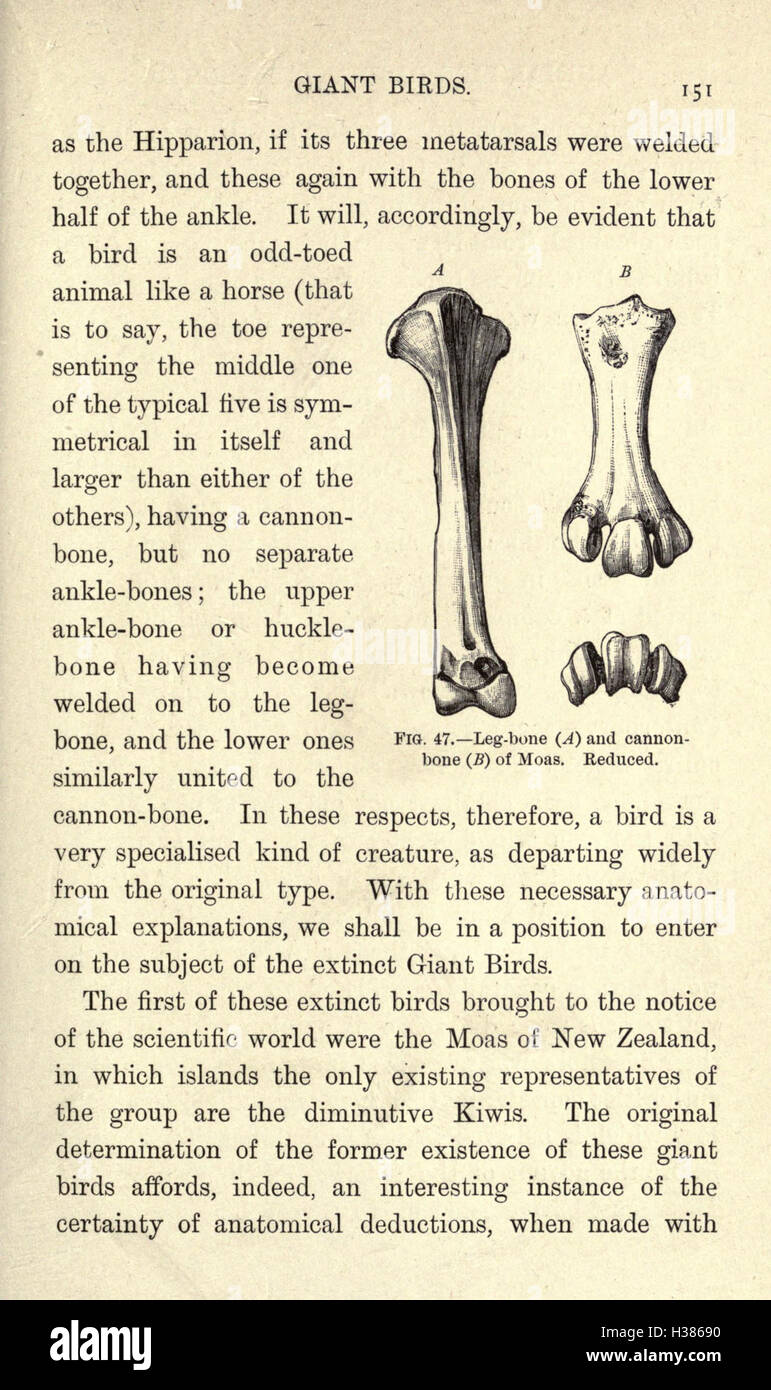This work examines the life phases of various animals, comparing the ...