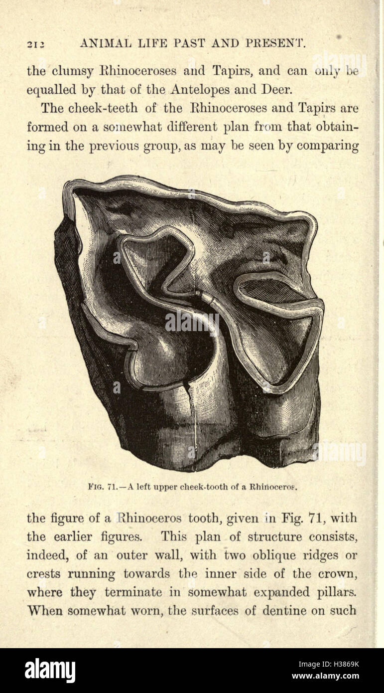 Phases of animal life, past and present (Page 212) BHL191 Stock Photo ...