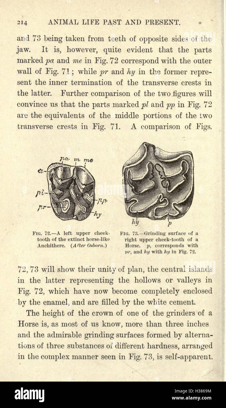 This page discusses the different phases of animal life, comparing ...