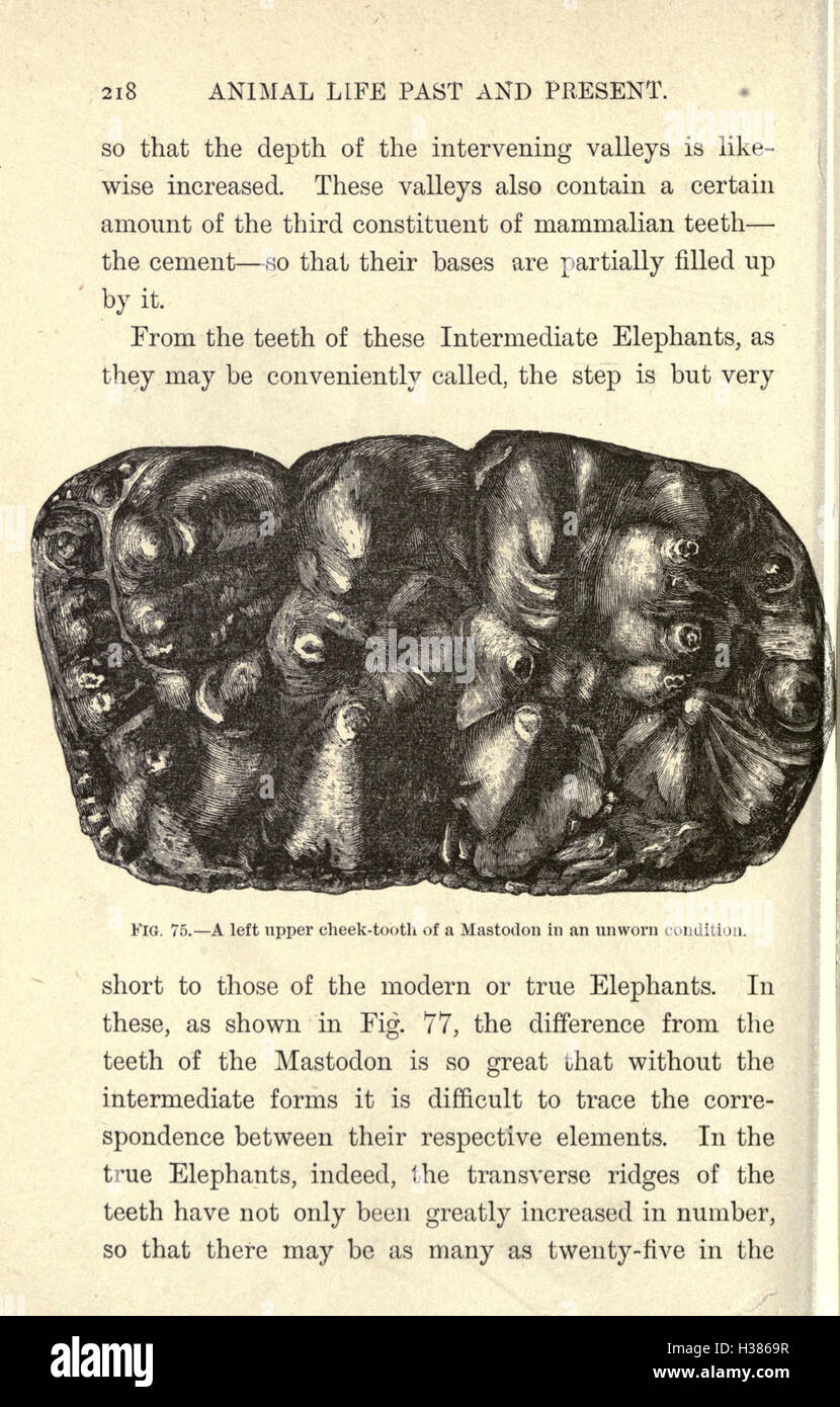 This work explores the stages of animal life, comparing historical and ...