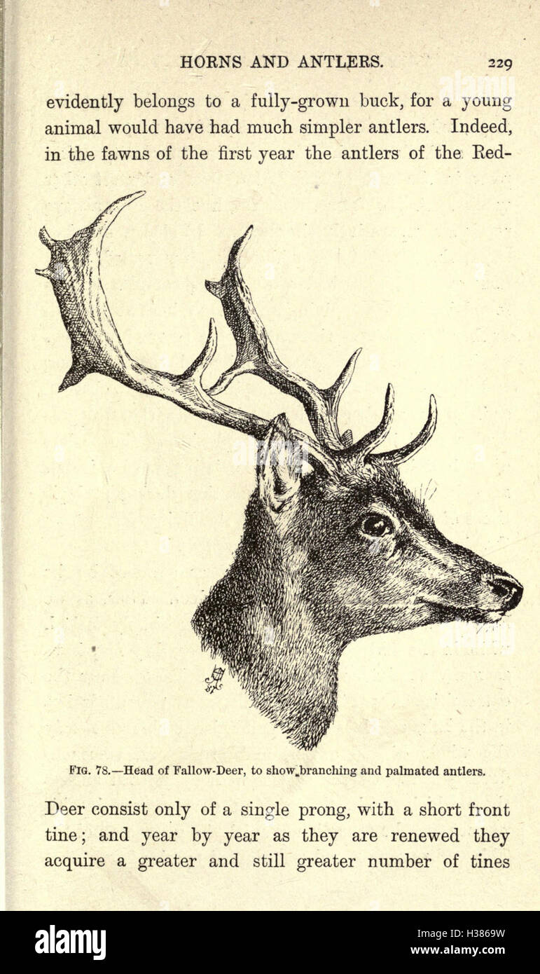 Phases of animal life, past and present (Page 229) BHL191 Stock Photo ...