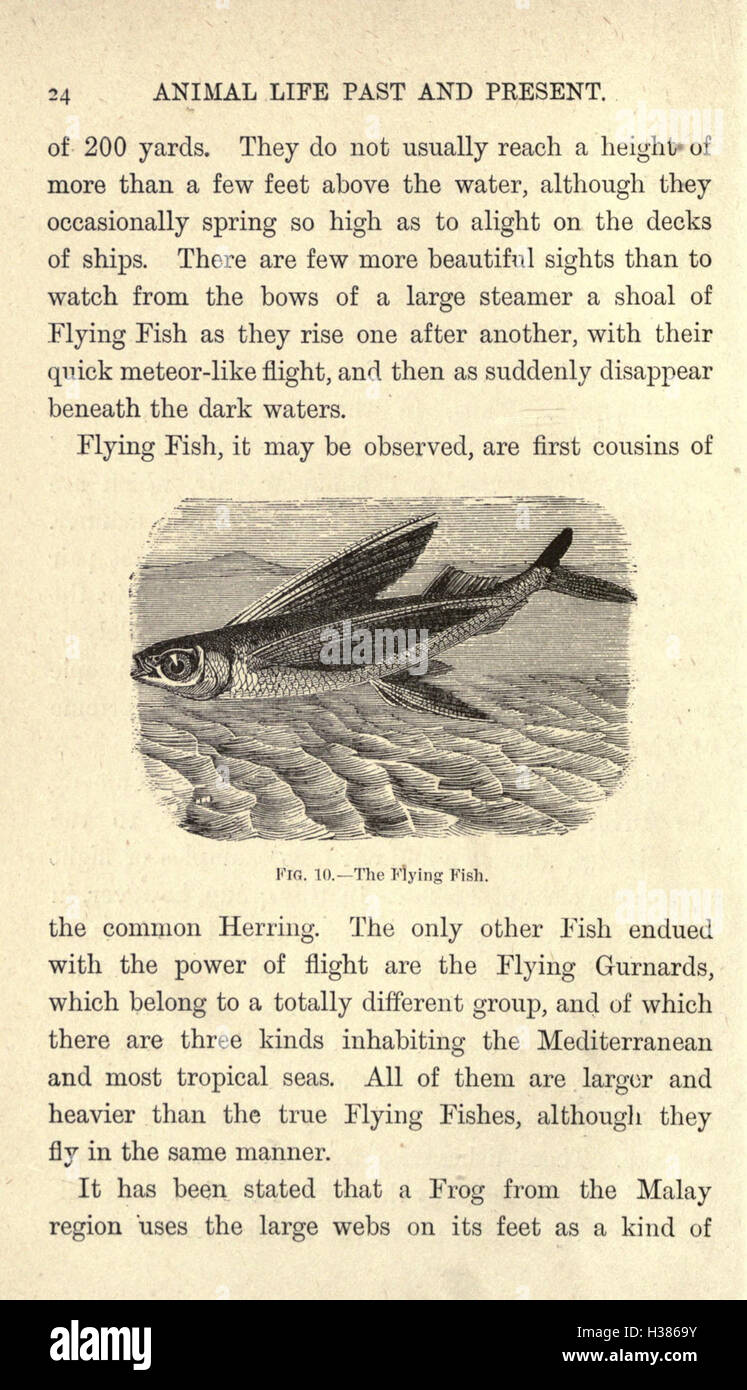 Page 24 of 'Phases of Animal Life, Past and Present' explores the ...