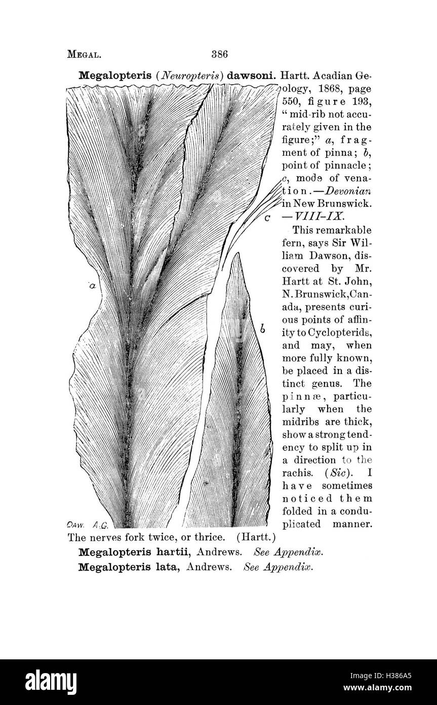 This entry provides a detailed dictionary of fossils discovered in ...
