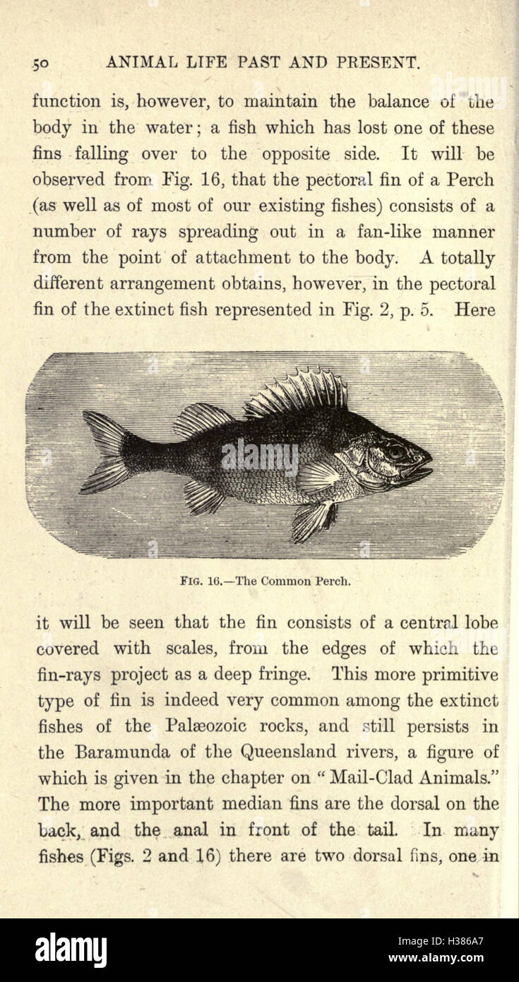 This work explores the various stages of animal life, from prehistoric ...
