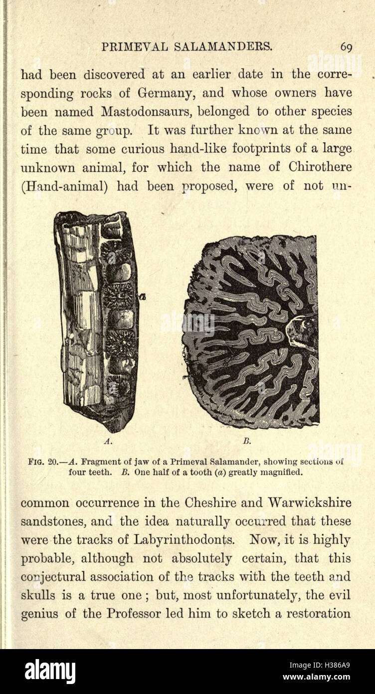 This work explores the various stages of animal life, examining both ...