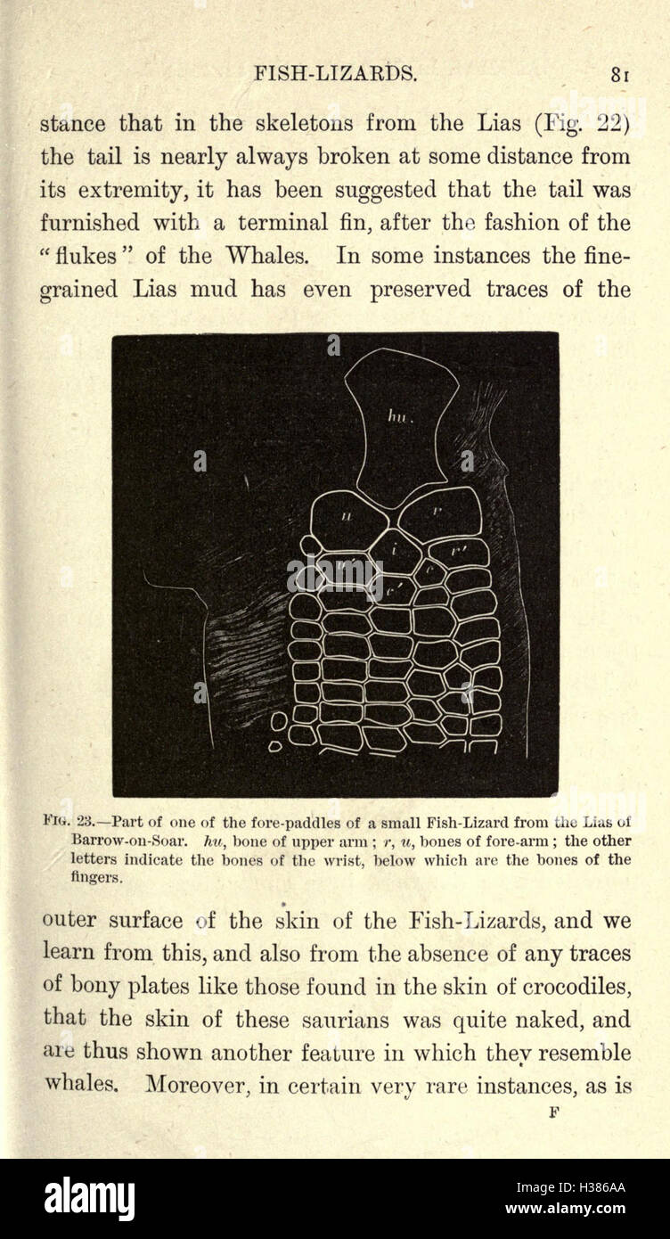 This text explores the various stages of animal life, comparing past ...