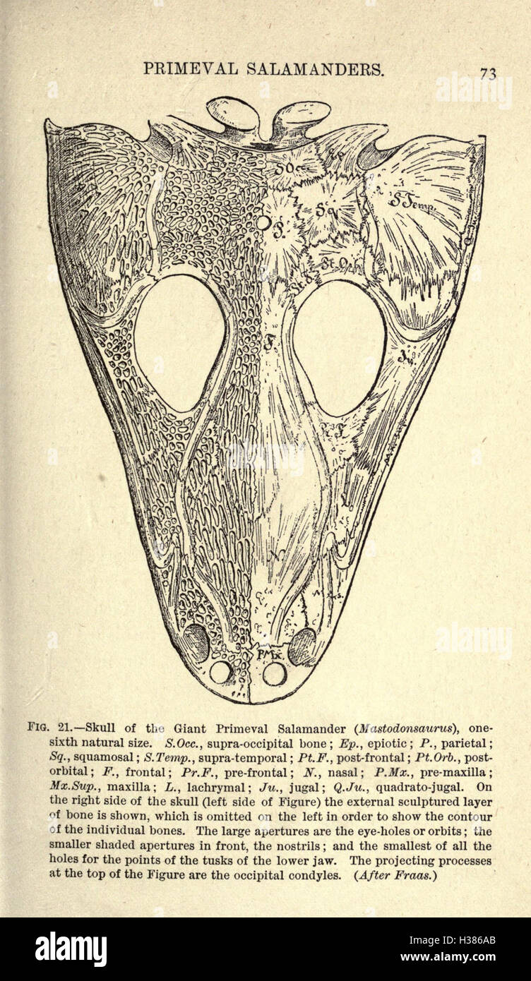 Phases of animal life, past and present (Page 73) BHL191 Stock Photo ...