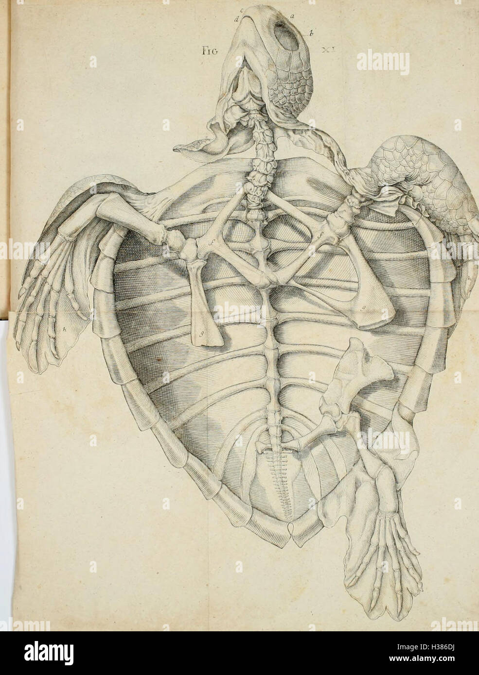 This German text explores the physical and anatomical characteristics ...