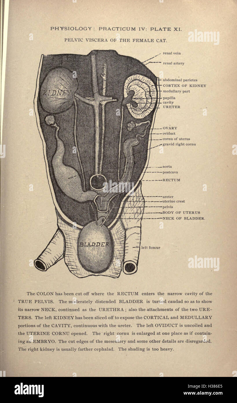 Physiological experiments hi-res stock photography and images - Alamy