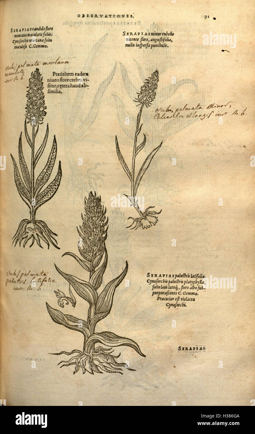 This work details the history and classification of plants, focusing on ...