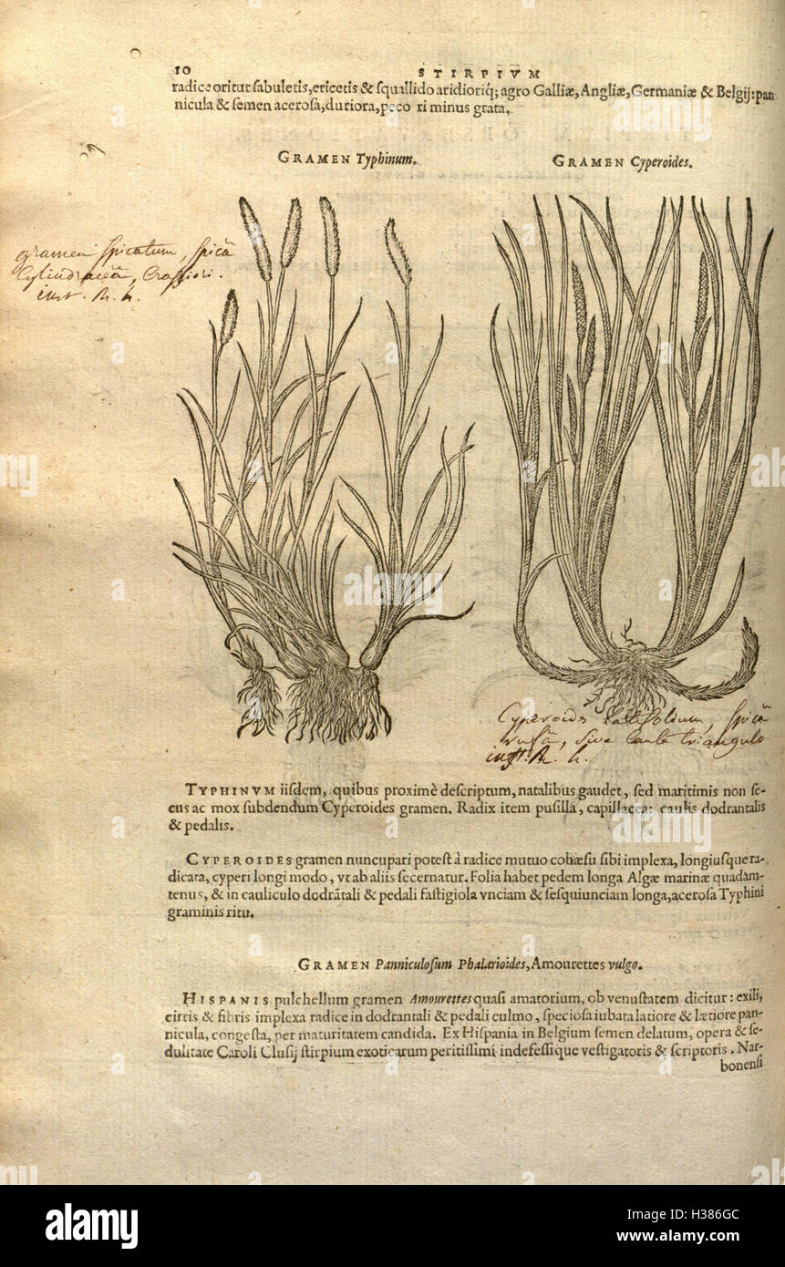 An early botanical work exploring plant species, their classification ...