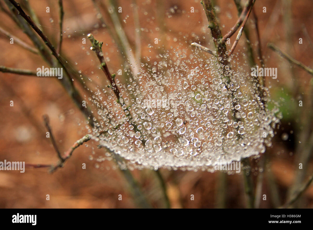 Rain drops on spiderweb Stock Photo - Alamy
