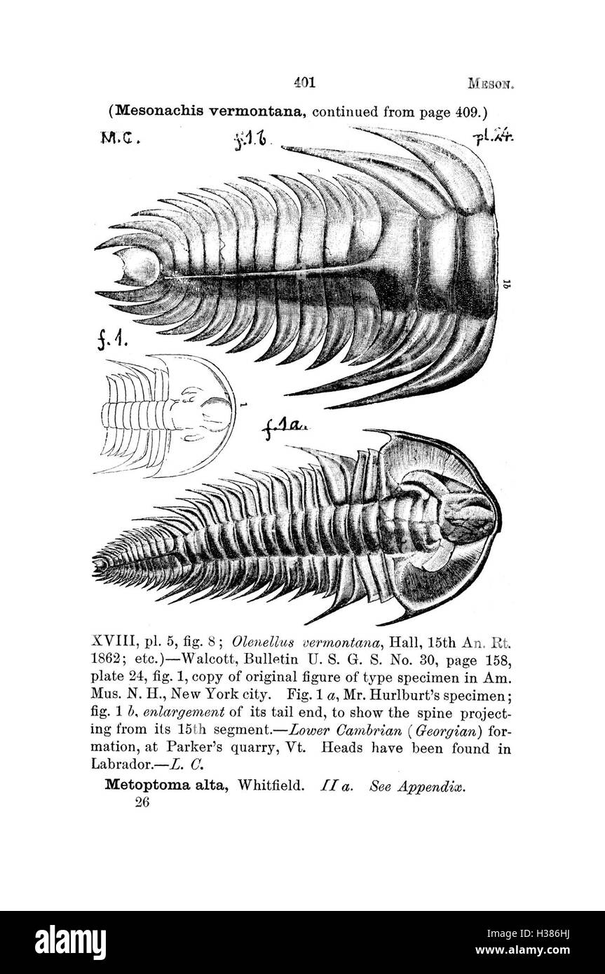 This dictionary offers detailed descriptions of fossil species from ...