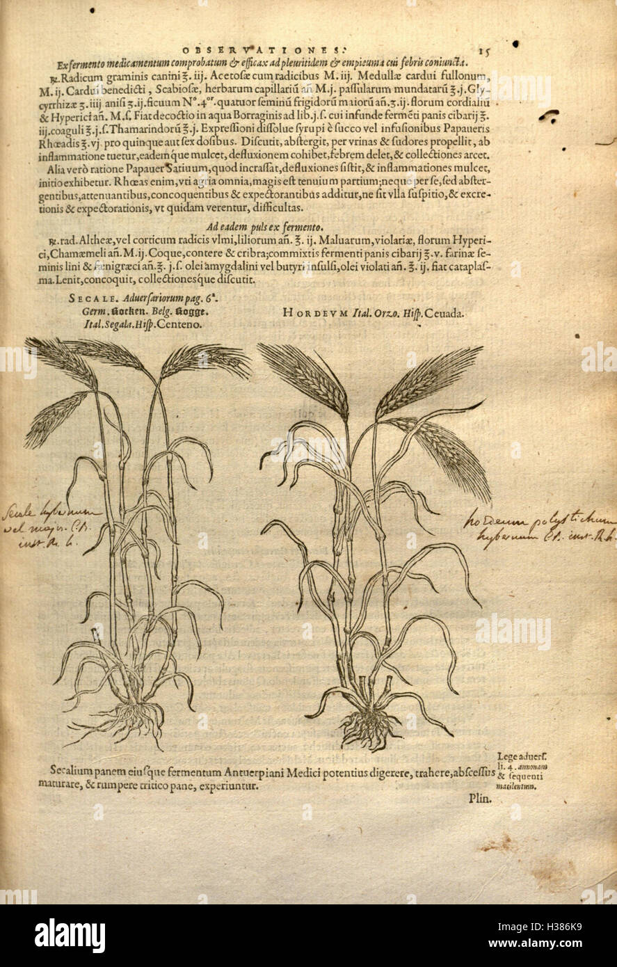A botanical work documenting the history of plants, with a focus on ...