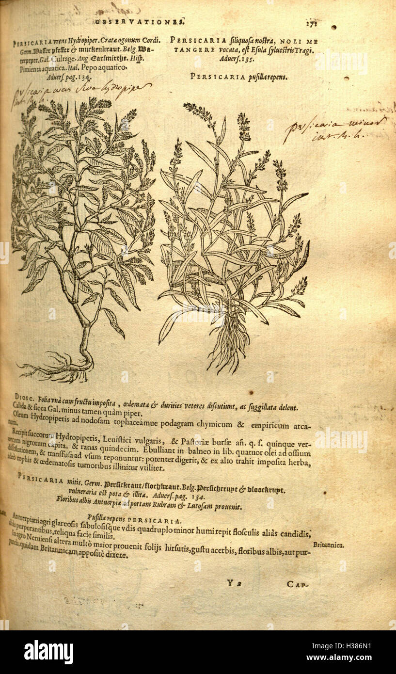 This botanical work provides an extensive history and classification of ...