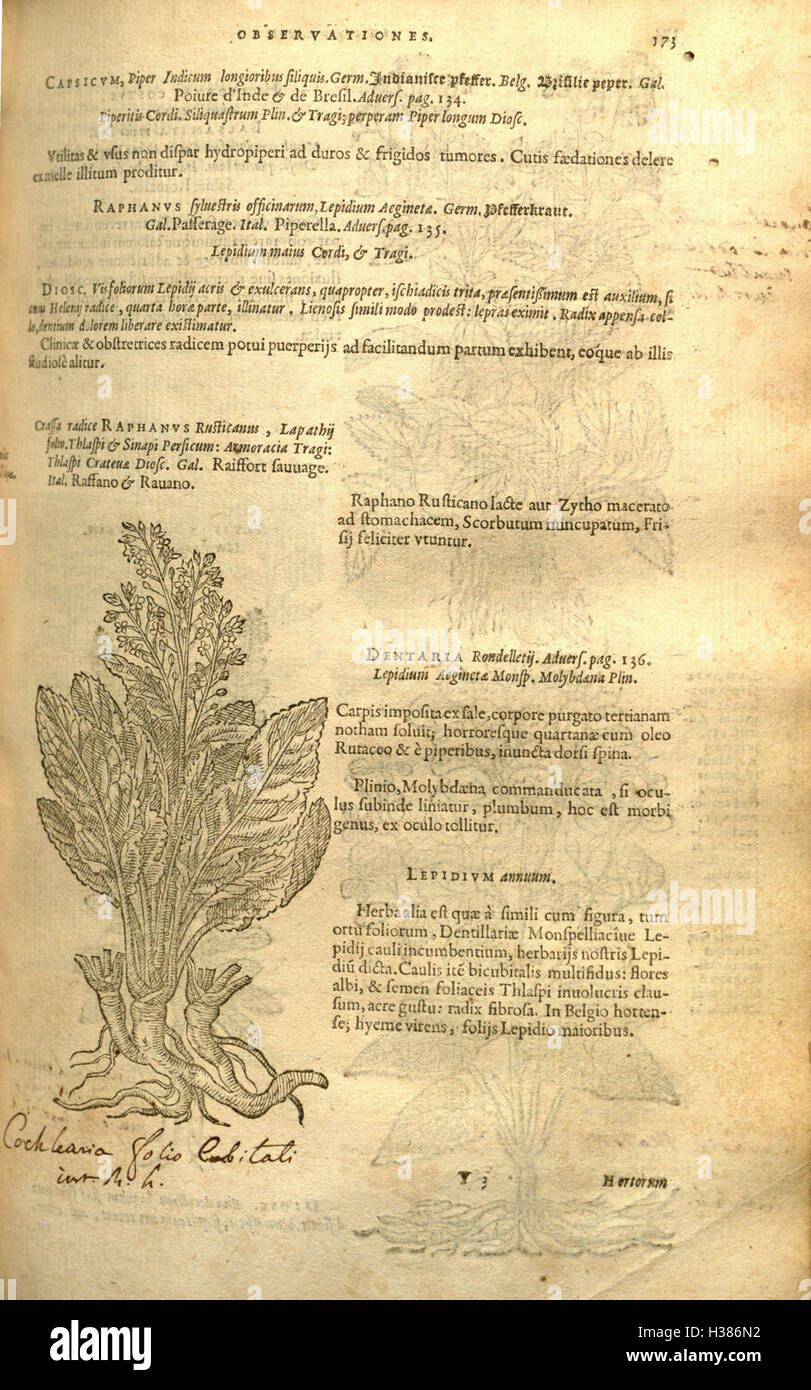 Carl linnaeus plant classification hi-res stock photography and images ...