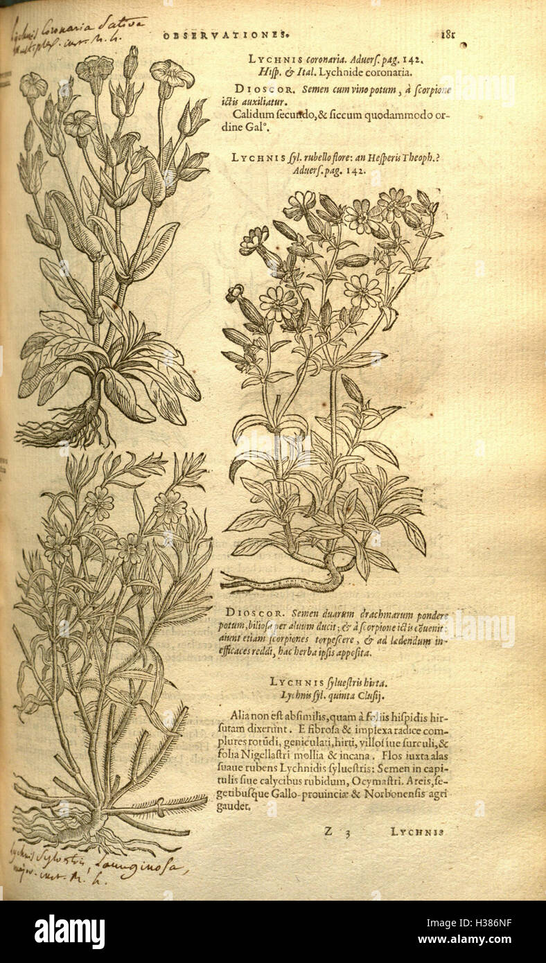 This work presents the history and classification of plants, detailing ...