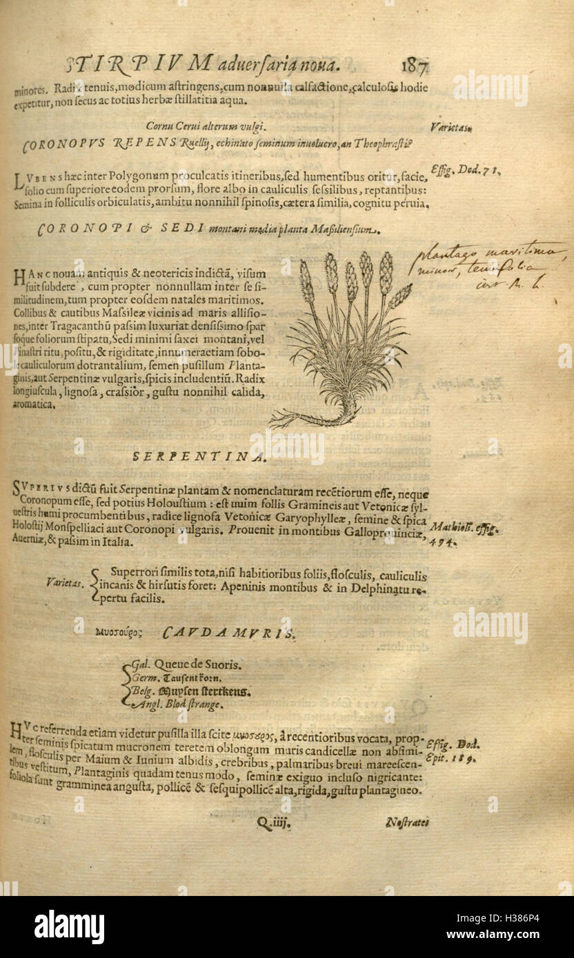 Comprehensive study of plant morphology hi-res stock photography and ...