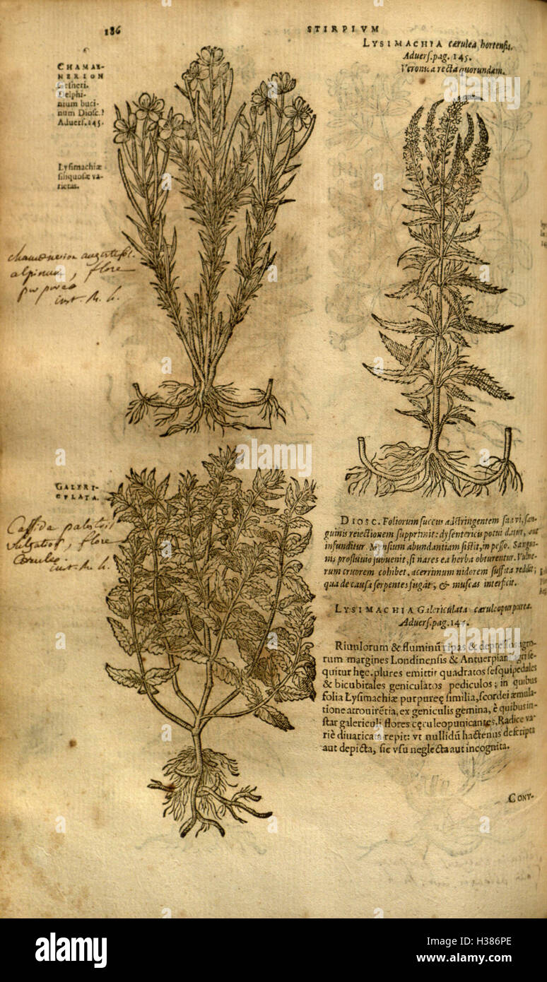 This work, a historical account of plants, details the classification ...