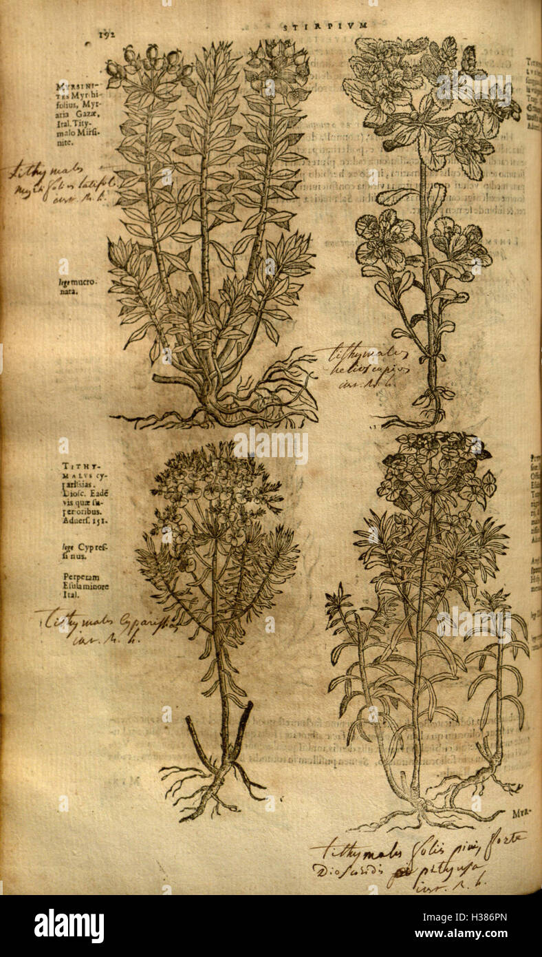 This work, focused on plant history, explores the taxonomy ...