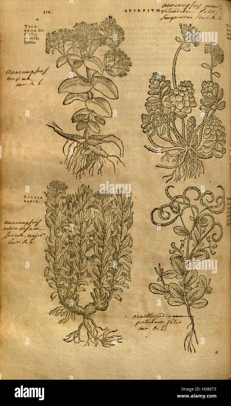 A botanical work on the history and classification of plants, with ...