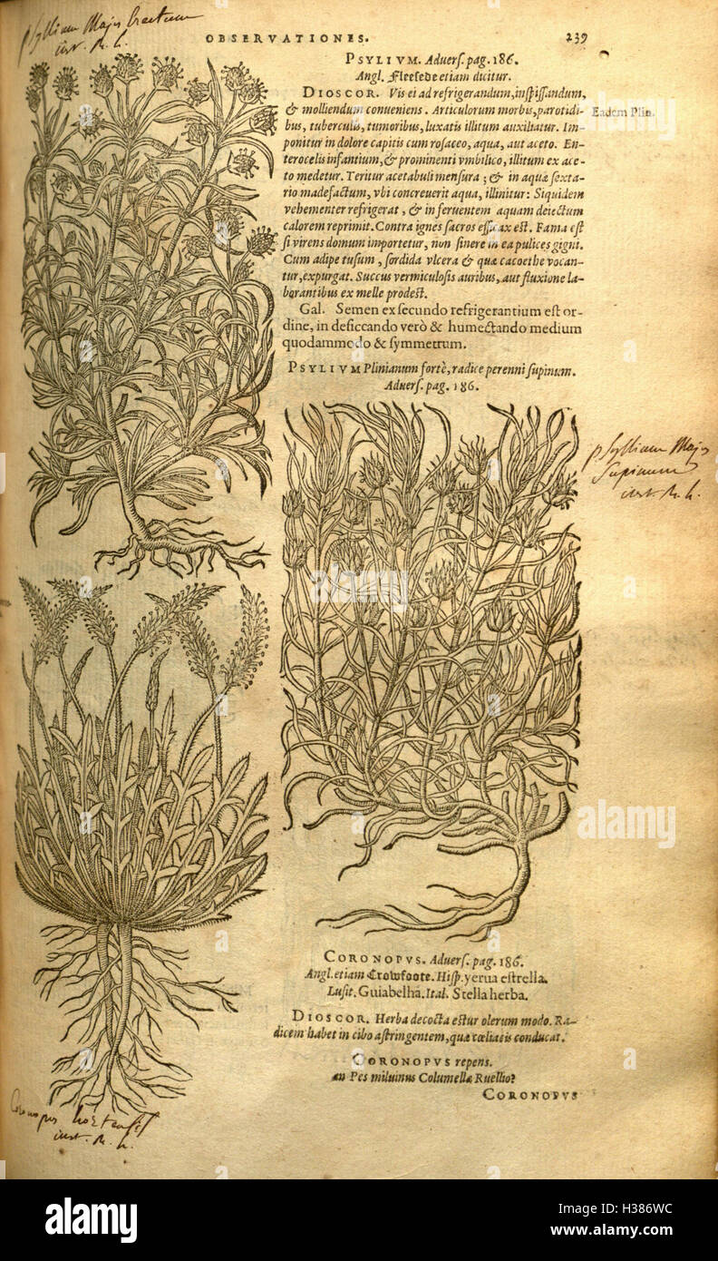 This page discusses the history of plants and their medicinal uses ...