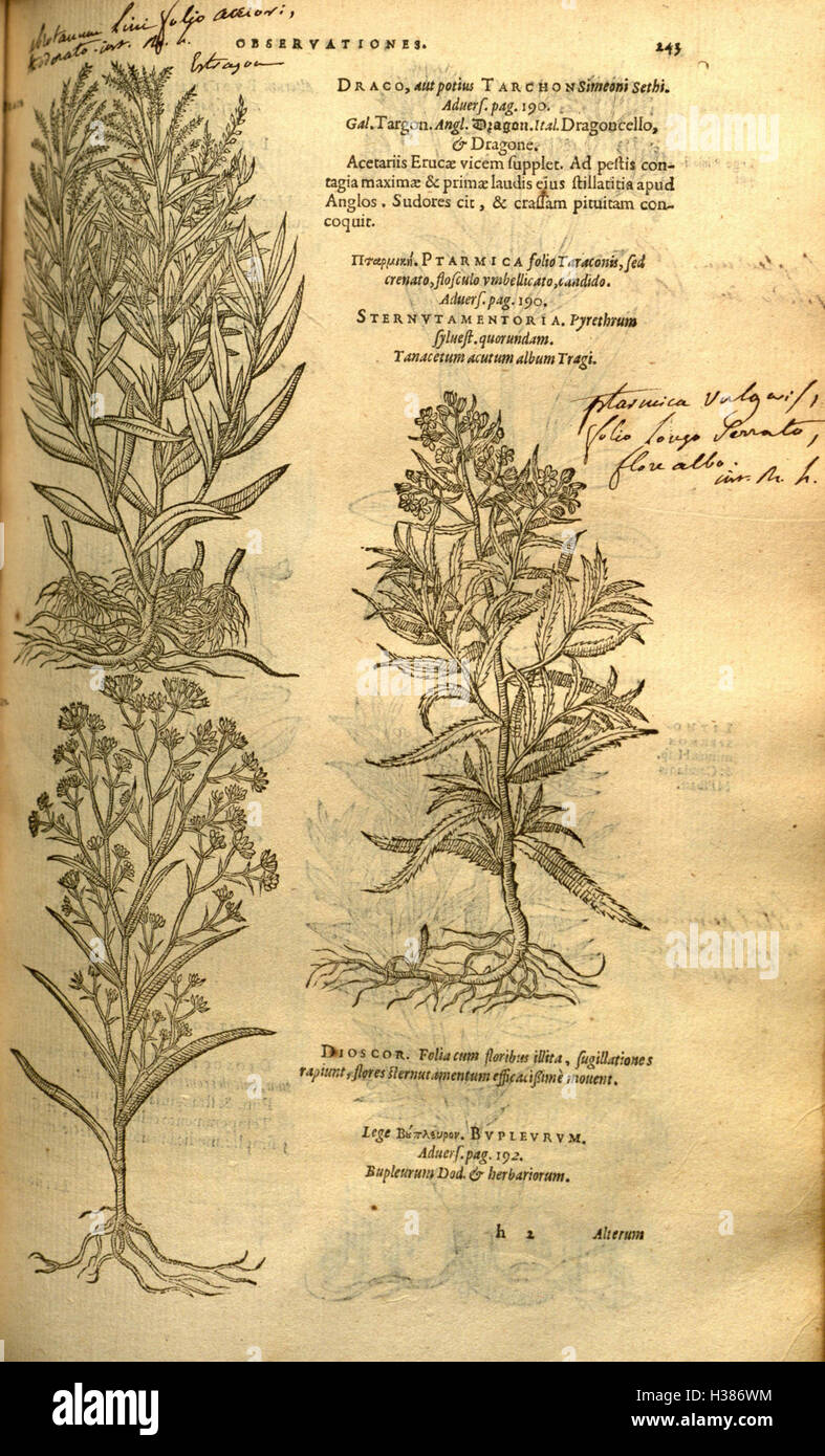 This work details the study of plants, focusing on their classification ...