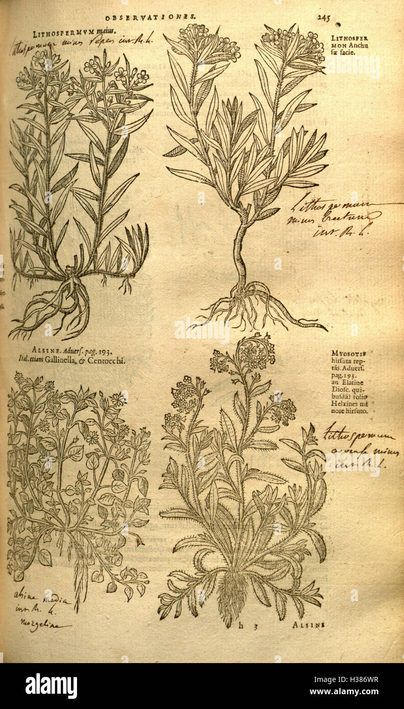 This botanical work covers the history and classification of plant ...
