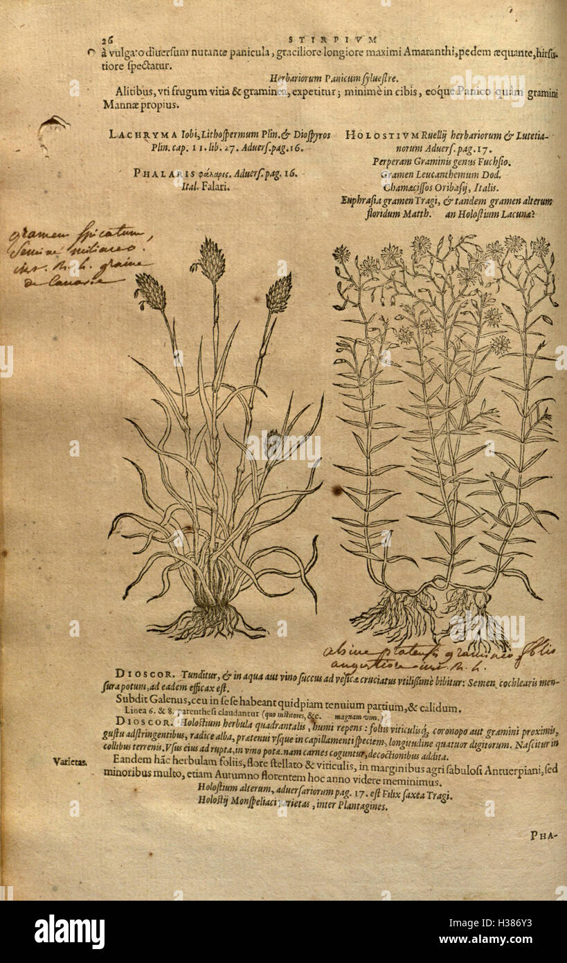 This botanical work continues the study and classification of plants ...