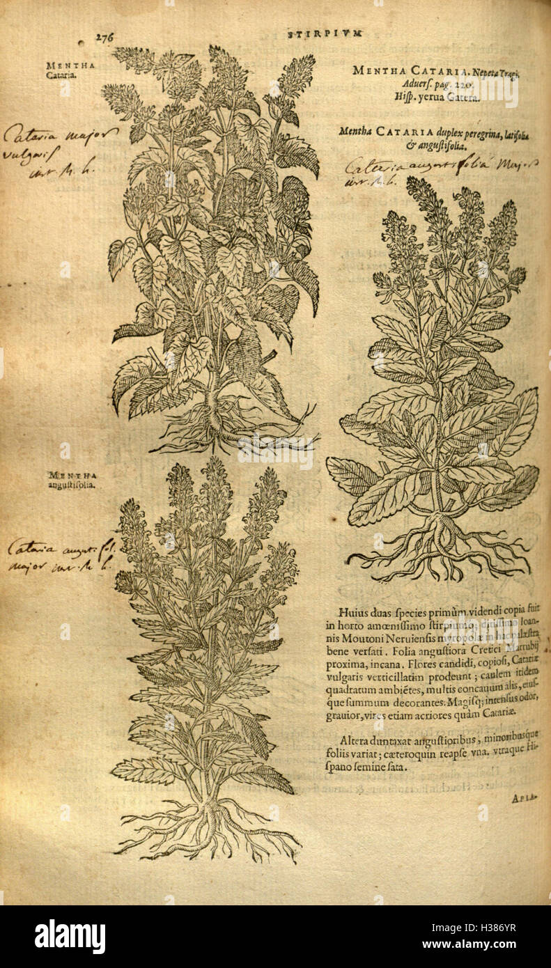 This text provides an account of plant history, with a focus on the ...