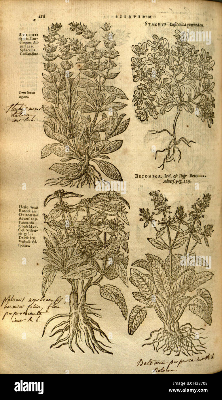 This work provides a historical overview of plant species and their ...