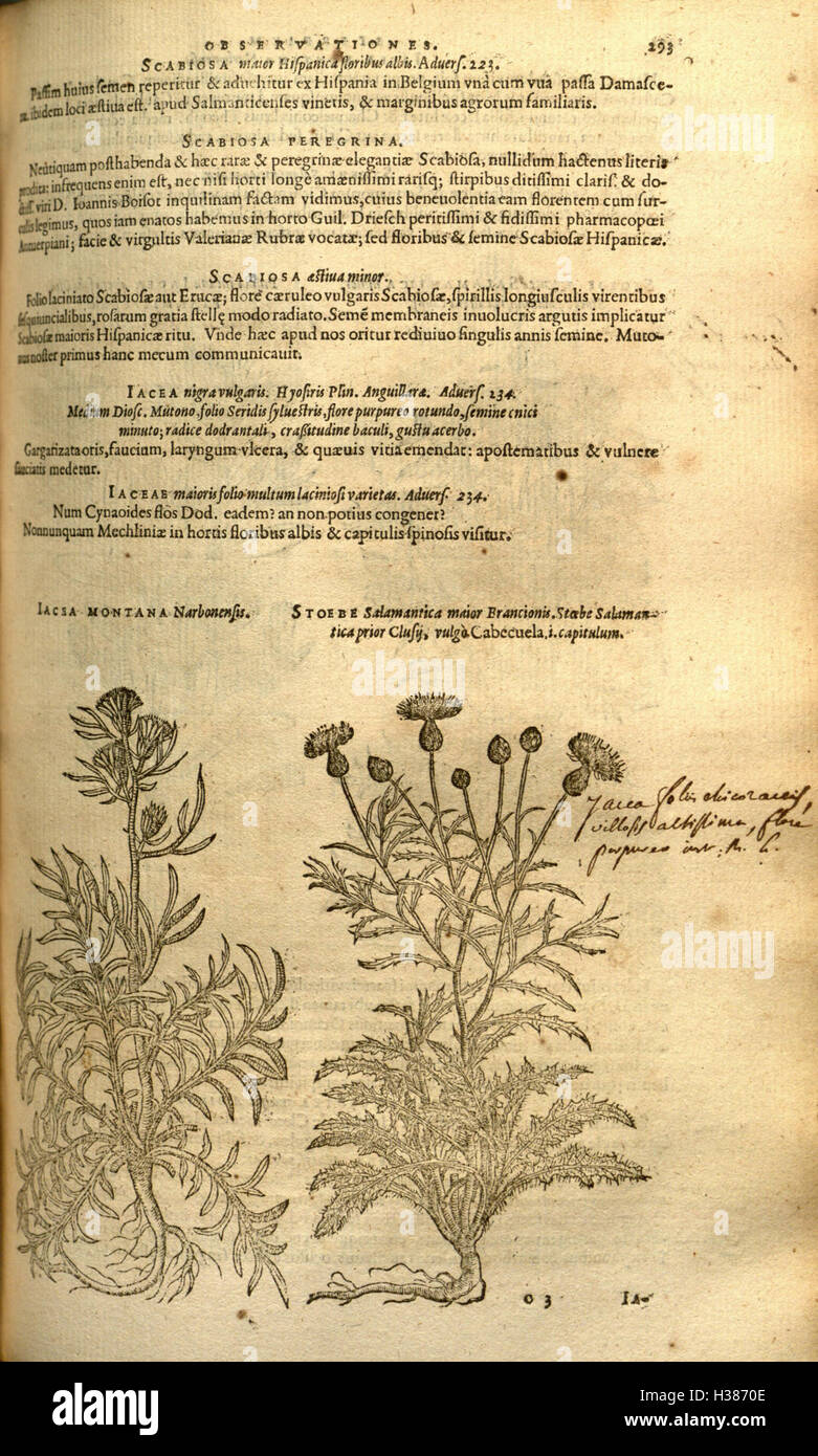 Work details medicinal plants hi-res stock photography and images - Alamy