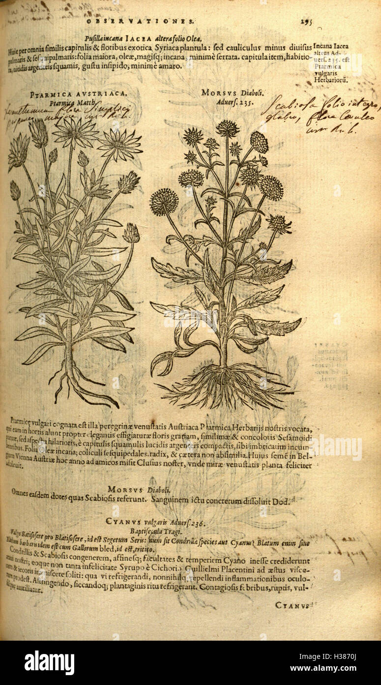 This botanical work details the classification and characteristics of ...