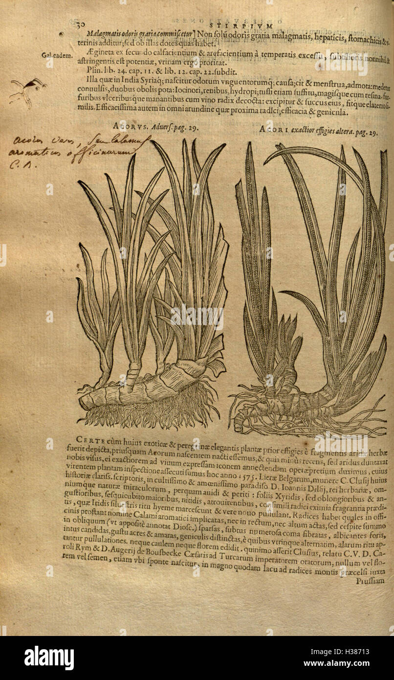 This historical botanical work documents the properties and uses of ...